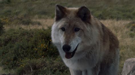 Summer Game Of Thrones Wiki Fandom Powered By Wikia