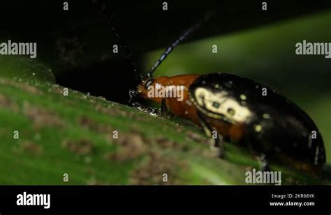 Oides Stock Videos And Footage Hd And 4k Video Clips Alamy