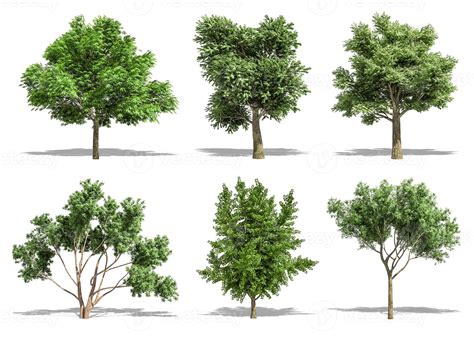 Beautiful Collection Tree Isolated And Cutting On A White Background