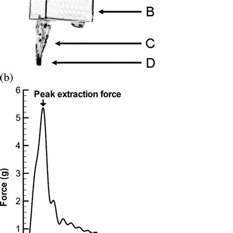 A Schematic Of The Setup Used To Measure Force While Simultaneously Download Scientific