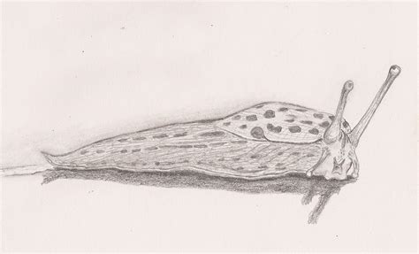 Slug Sketch At PaintingValley Com Explore Collection Of Slug Sketch