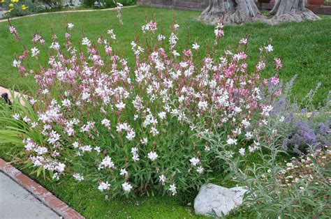 Gaura Lindheimeri