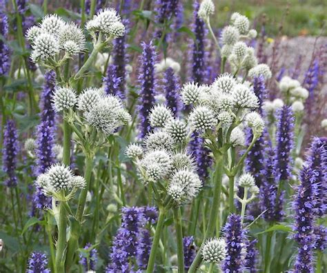 Eryngium Yuccifolium Landscape Architecture Plants Garden