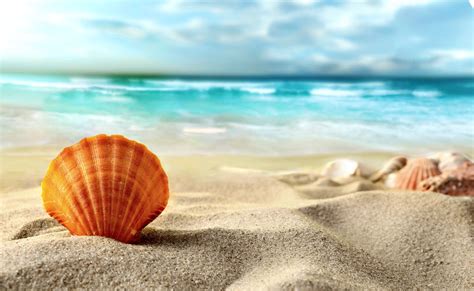 4k Ultra Hd Ocean Horizon Serene Sandy Beach With Vibrant Shells