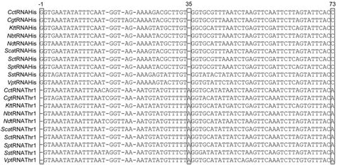 Sequence Alignment Of Mitochondrial And Trnahis Three Major