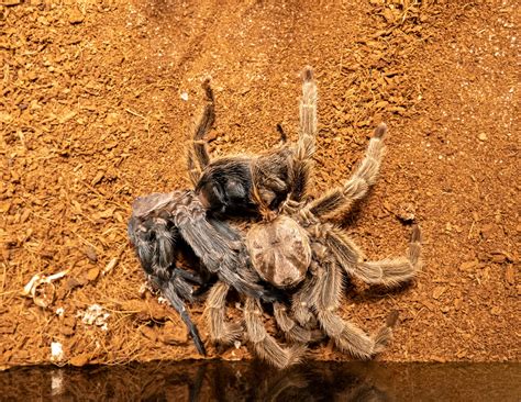 Tarantula Molting Picture 5 Of 10 Jan Wasmund Flickr