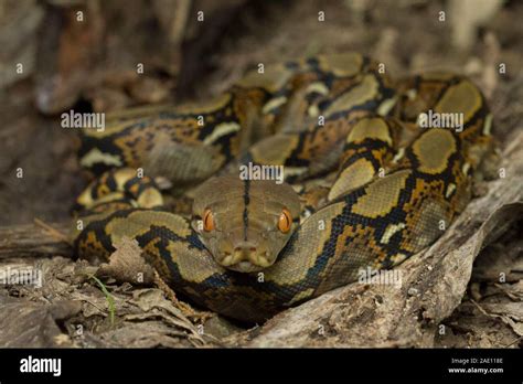Baby Reticulated Python Python Reticulatus Bali Locality In Indonesia Stock Photo Alamy