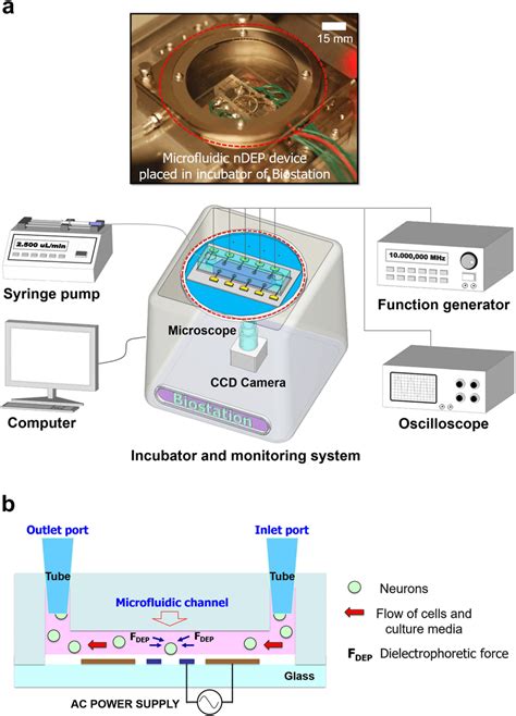 Single Neuronal Cell Trapping And Culture System A Overview Of The