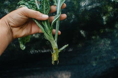 Basal Stem Rot What It Is And How To Deal With It