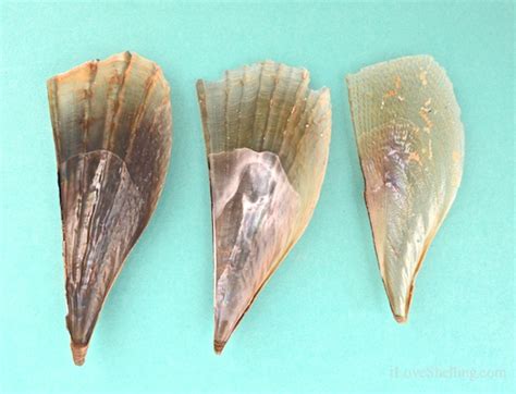 I Found A Half Naked Shell I Love Shelling