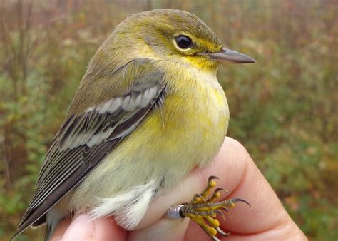Лесная птица с желтой грудкой 36 фото красивые фото и картинки Pofoto Club