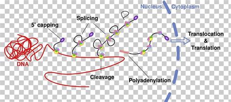 Rna Splicing Precursor Mrna Alternative Splicing Messenger Rna Png