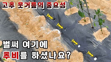 고추 1차 추비를 벌써 여기에 고추 추비 시 주의사항 Youtube
