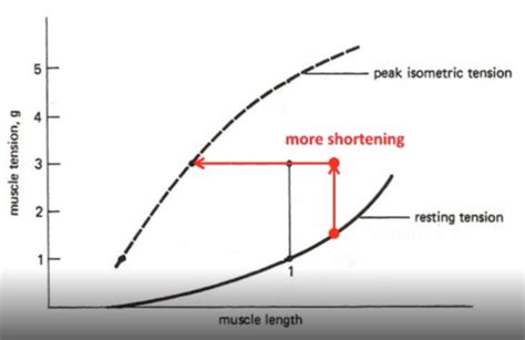 CV Phys Chapter 3 Flashcards Quizlet