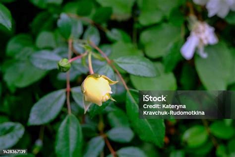 하얀 장미 꽃은 장미 꽃과 녹색 잎을 가로 질러 클로즈업합니다 자연 배경 생일 여성의 날 엽서 디자인 0명에 대한 스톡 사진 및