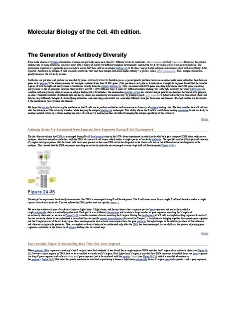 The Generation Of Antibody Diversity Pdf Antibody B Cell