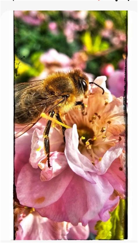 sum sum sum 🐝🐝🐝🐝🐝 samsung community