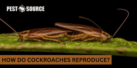 How Do Cockroaches Reproduce Pest Source