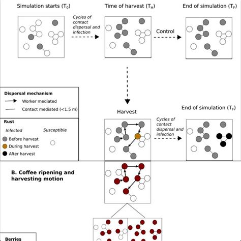 Model Structure And Dynamics A Infection And Dispersal Plants Can Download Scientific