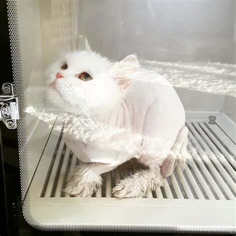 고양이 무마취 미용전문 캣존 뭔가 아련한 눈빛을 가진 아가 입양오고 첫 미용이였다는 아가 이제 행복하고 꽃길만 걸으렴 아가야☺ 캣존예약 당일예약은 전화가 빨라요