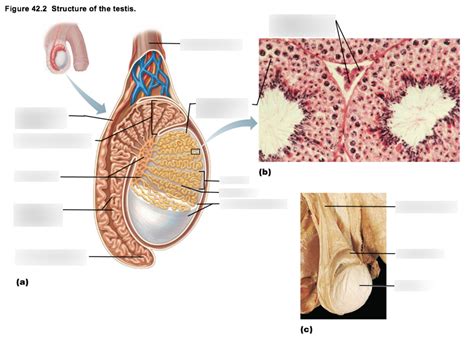 Practical 3 Lesson 10 Testis Structure Diagram Quizlet