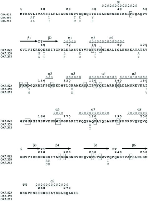 Amino Acid Sequence Alignment Of Oxa 822 Oxa 359 And Oxa 213 Using Download Scientific Diagram