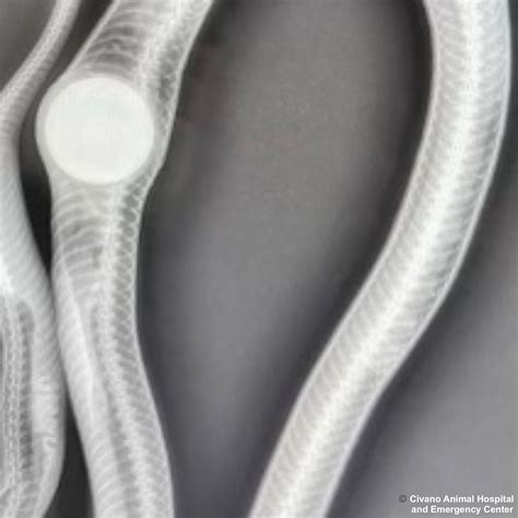 Patient Of The Week 101323 Tucson Wildlife Center