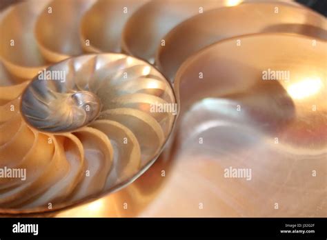 Nautilus Shell Symmetry Fibonacci Half Cross Section Spiral Golden