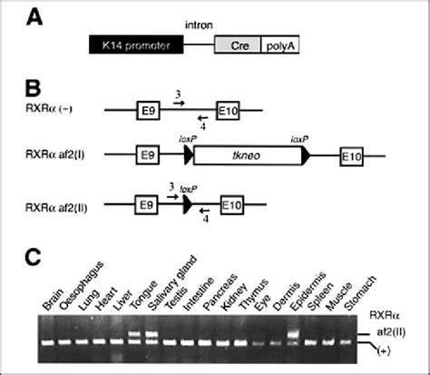 Characterization Of Cre Recombinase Activity In K14 Cre Transgenic