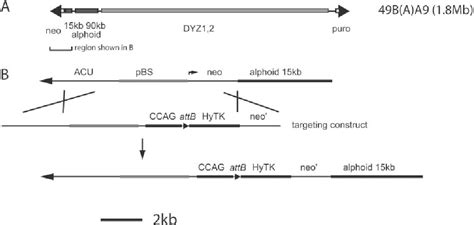 Figure 4 From Iterative In Vivo Assembly Of Large And Complex Transgenes By Combining The