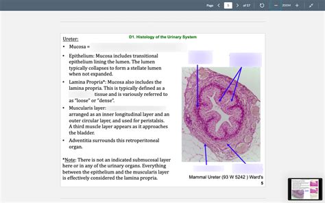 Ureter Diagram Quizlet