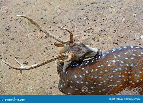 Animal Chital Cheetal Spotted Deer Axis Deer Is A Species Of Deer
