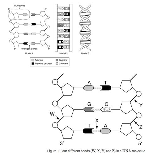 Ap Biology 1 5 Structure And Function Of Biological Macromolecules Exam Style Questions With