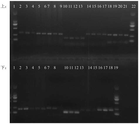 Micro Array Chip Detection Method For 10 On Melon Diseases And Used