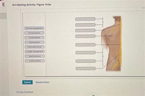 Solved Art Labeling Activity Figure 196a