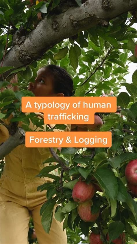 Typology Of Human Trafficking Forestry And Logging Human Trafficking