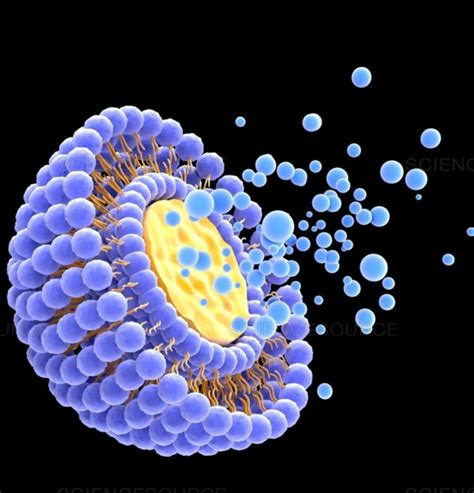 The Nutraceutical Market And Novel Advanced Delivery Systems Wholefoods