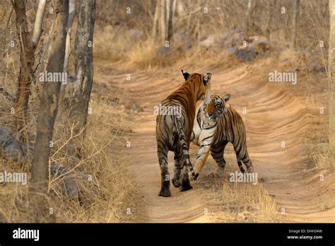 Tigers Mating Hi Res Stock Photography And Images Alamy