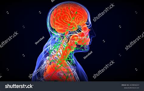 Human Male Central Organs Brain Lymph Stock Illustration 2239656217