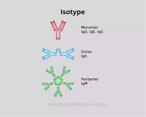 Difference Between Isotype Allotype And Idiotype The Novel Difference