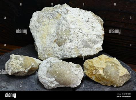 Fossil Brachiopod Shells In Limestone Of The Carboniferous Period