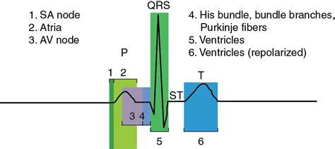 Abnormalities Of Cardiac Conduction And Cardiac Rhythm Clinical Tree