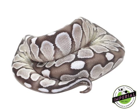 Desert Lesser Ball Python