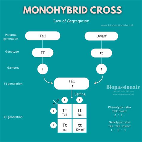 Monohybrid And Dihybrid Cross Biopassionate