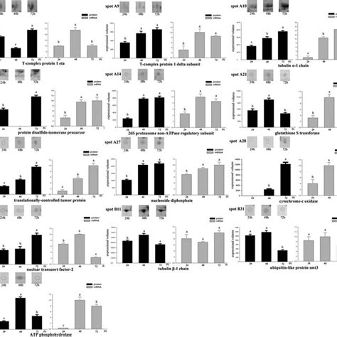 Hierarchical Clustering Analysis Of 62 Differentially Expressed Download Scientific Diagram
