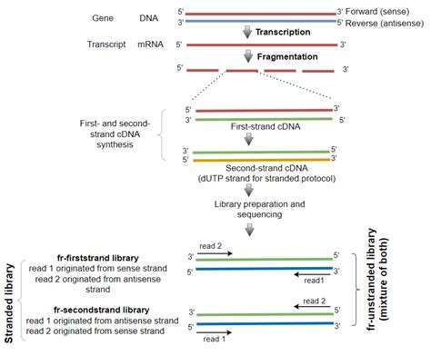 How To Determine Strandedness In Rna Seq Data With Example