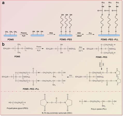 通过化学偶联的表面修饰策略显着提高了聚二甲基硅氧烷的细胞亲和力 Journal Of Materials Science Materials In Medicine X Mol