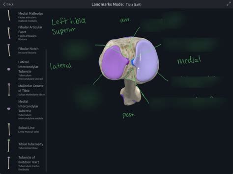 Tibia Superior View Diagram Quizlet