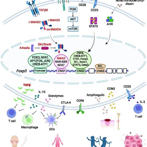 Tgf β Signaling Promotes Treg Cell Function For Tolerance And
