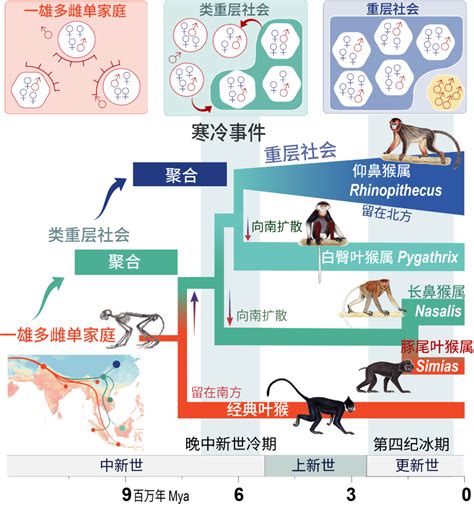 《科学》8篇论文齐发！科学家揭示从灵长类到人的演化历程 知乎